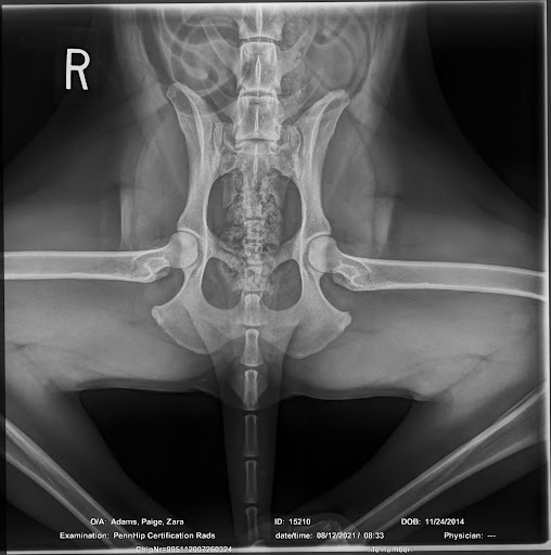 Strong Hips, Stronger Future: Your Guide to Hip Dysplasia Testing ...