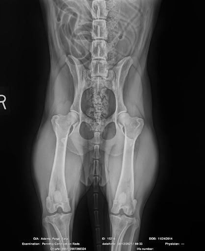 Strong Hips, Stronger Future: Your Guide to Hip Dysplasia Testing ...